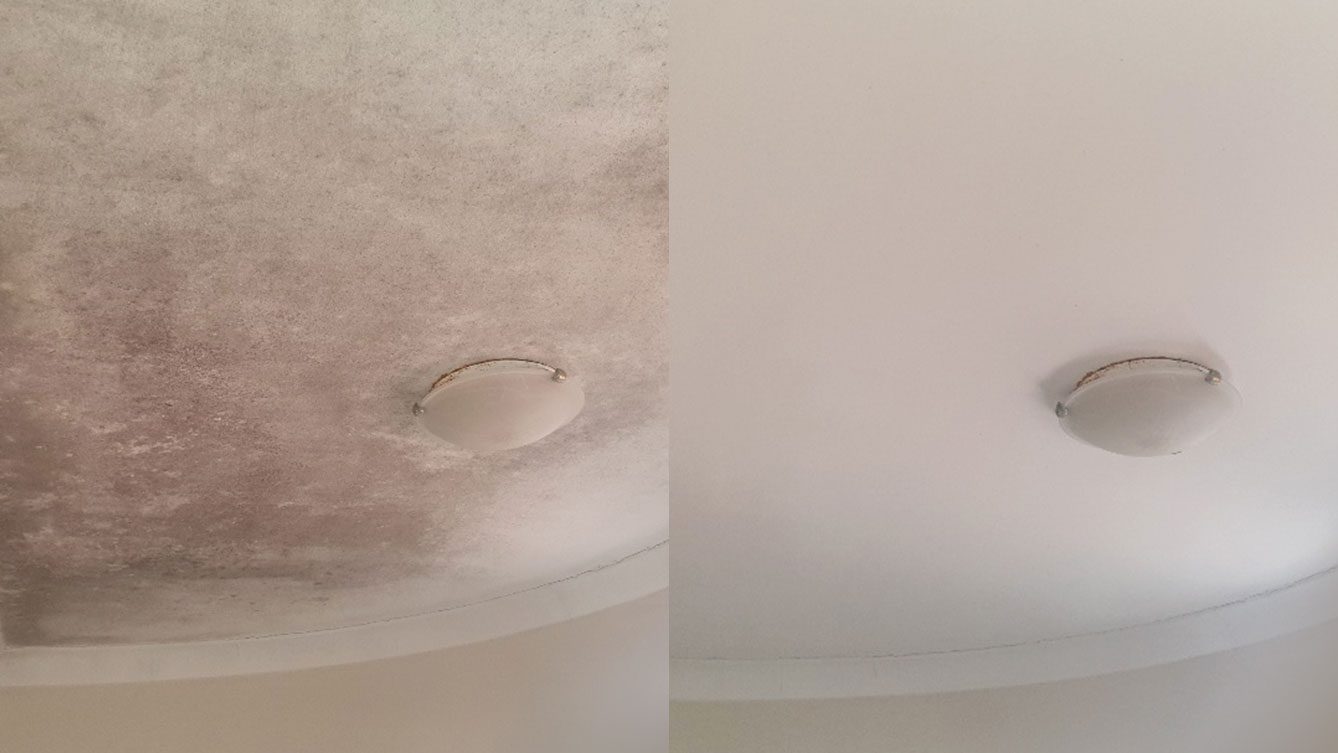 Job One - Mould Removal