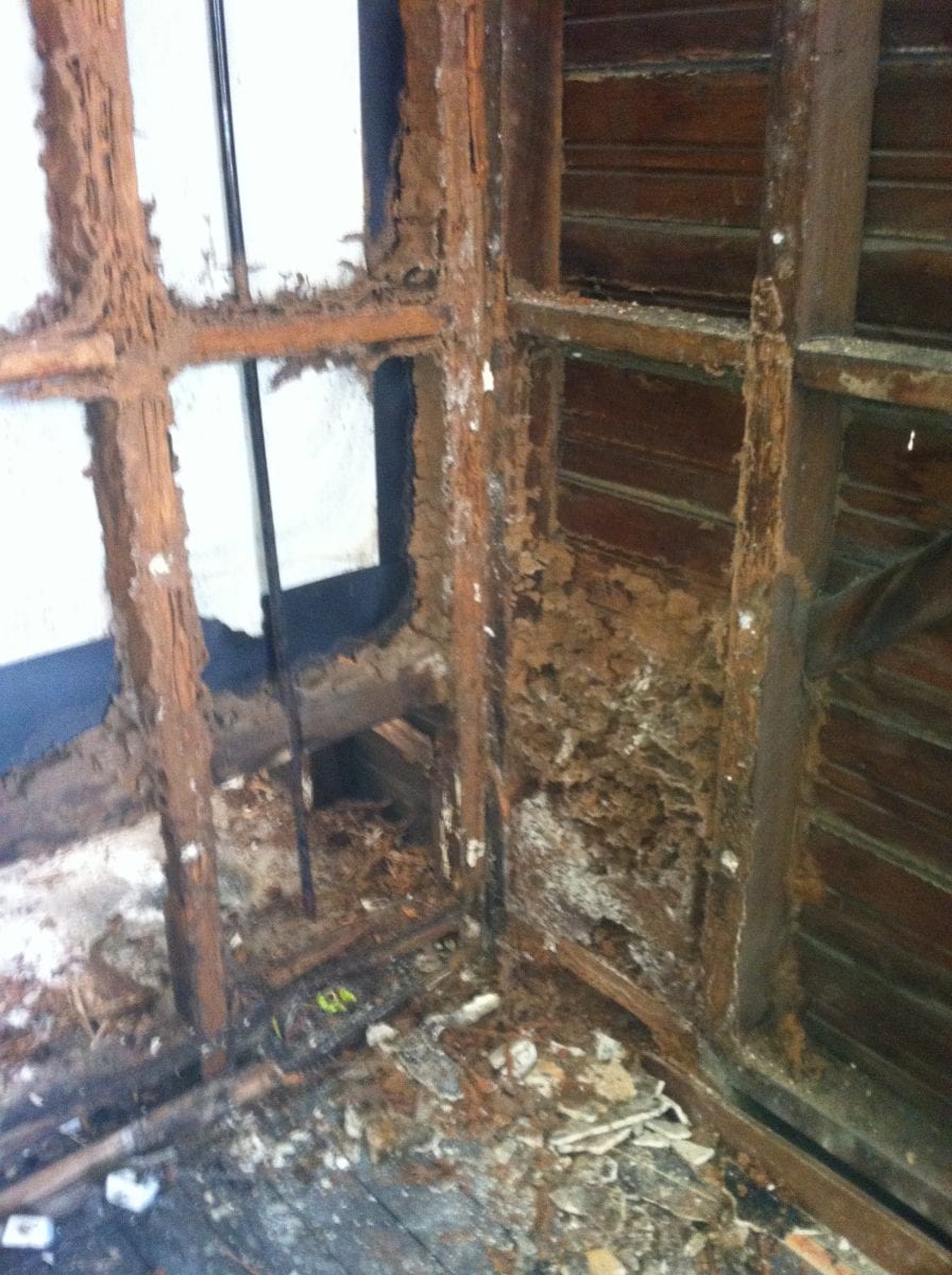 Mould and Termites - This Is What Can Happen - Mould Removal